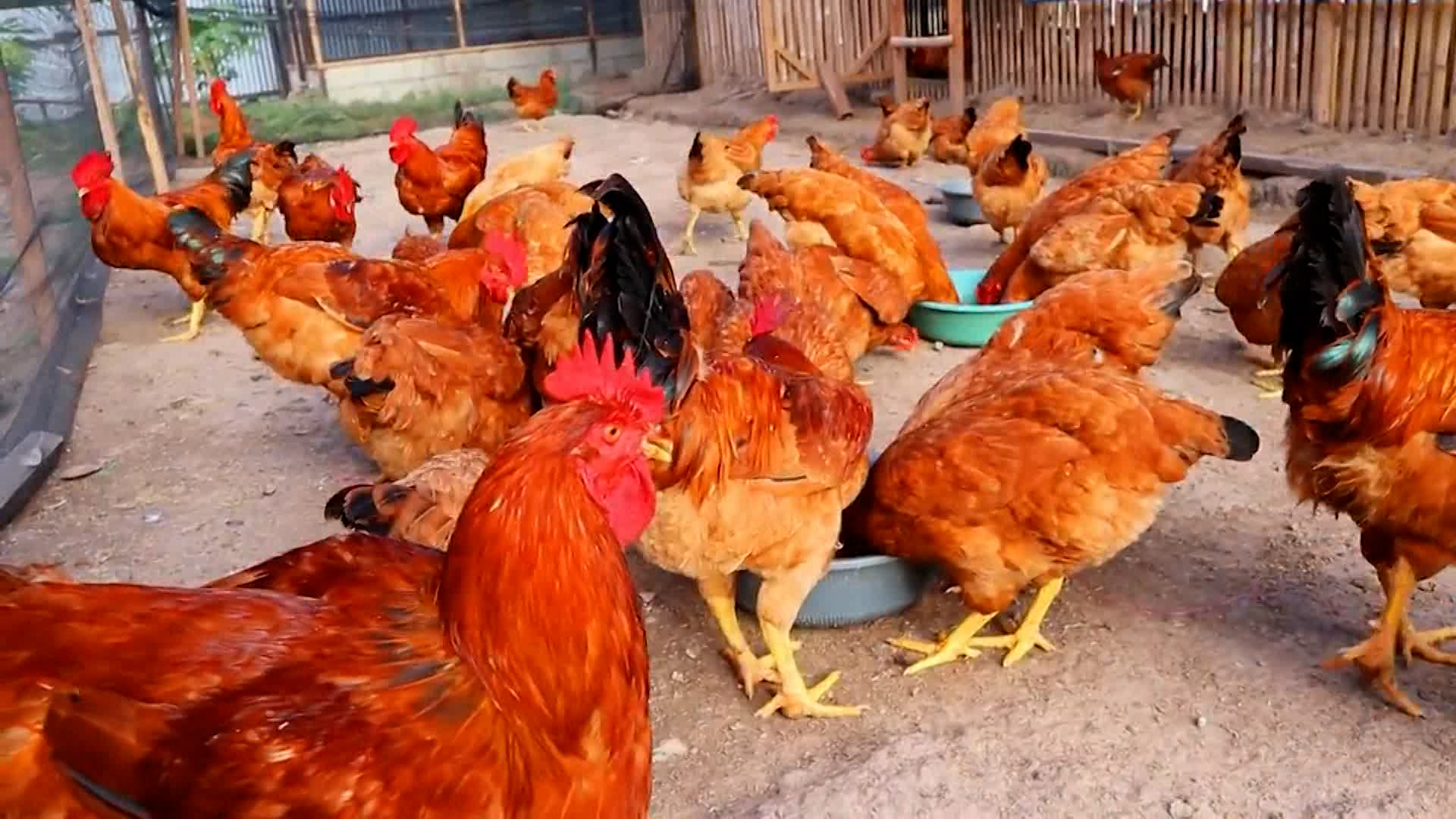 Feed Shortage And Solution - TTT News