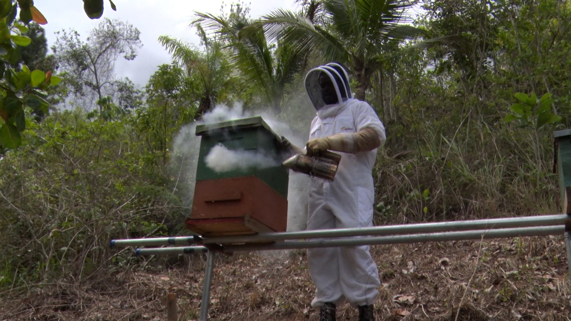 Keeping It Green - Changing Weather Patterns Affecting Honey Production ... Keeping It Green - Changing Weather Patterns Affecting Honey Production ...