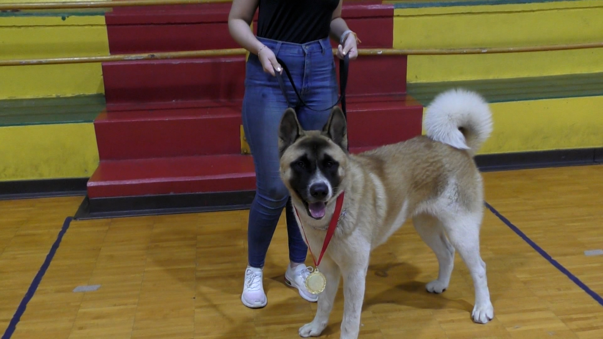 South Trinidad K-9 Club’s Anniversary Dog Show - TTT News