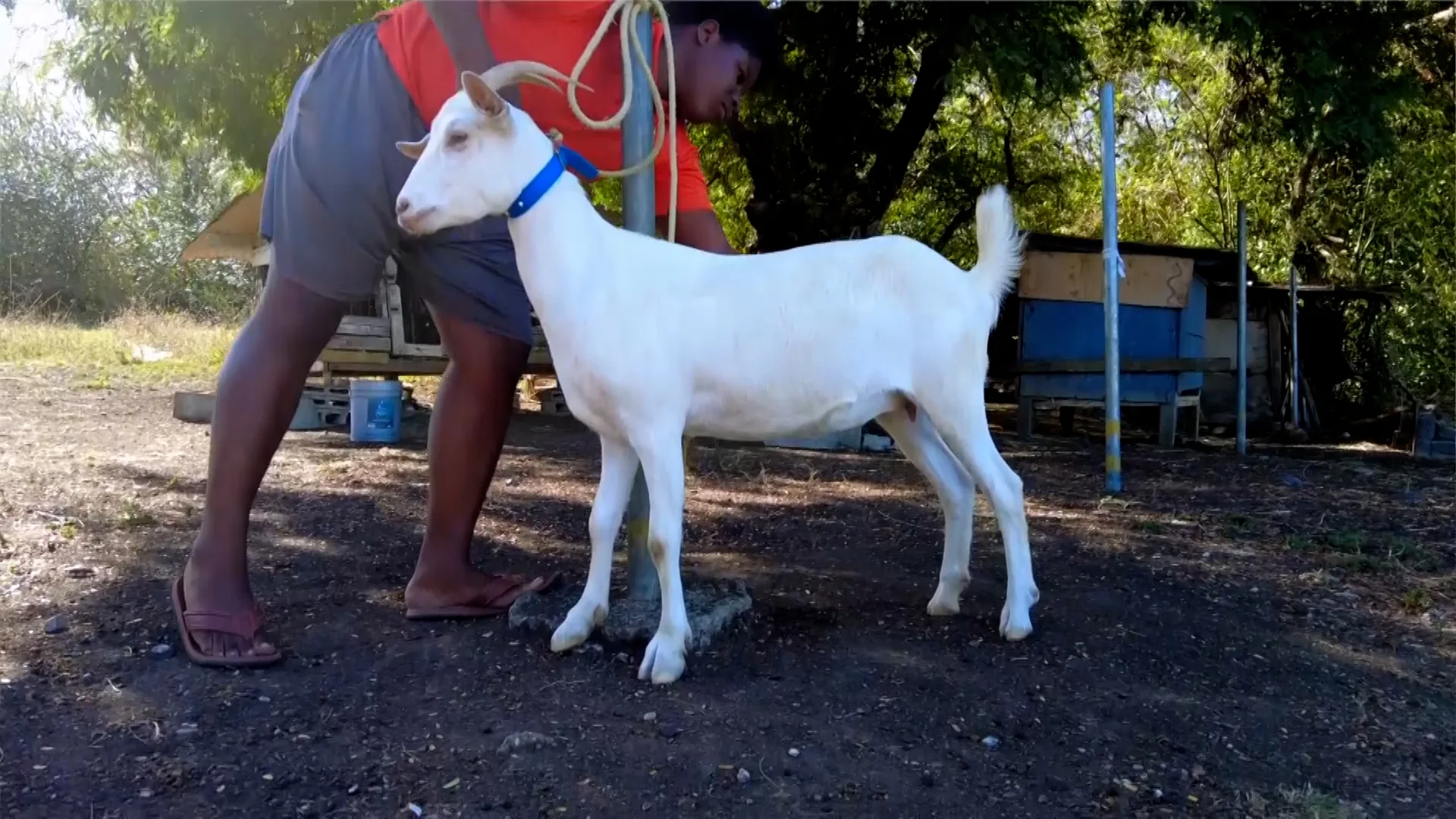 I Love Tobago: 'Soft Target' The Champion Goat - TTT News