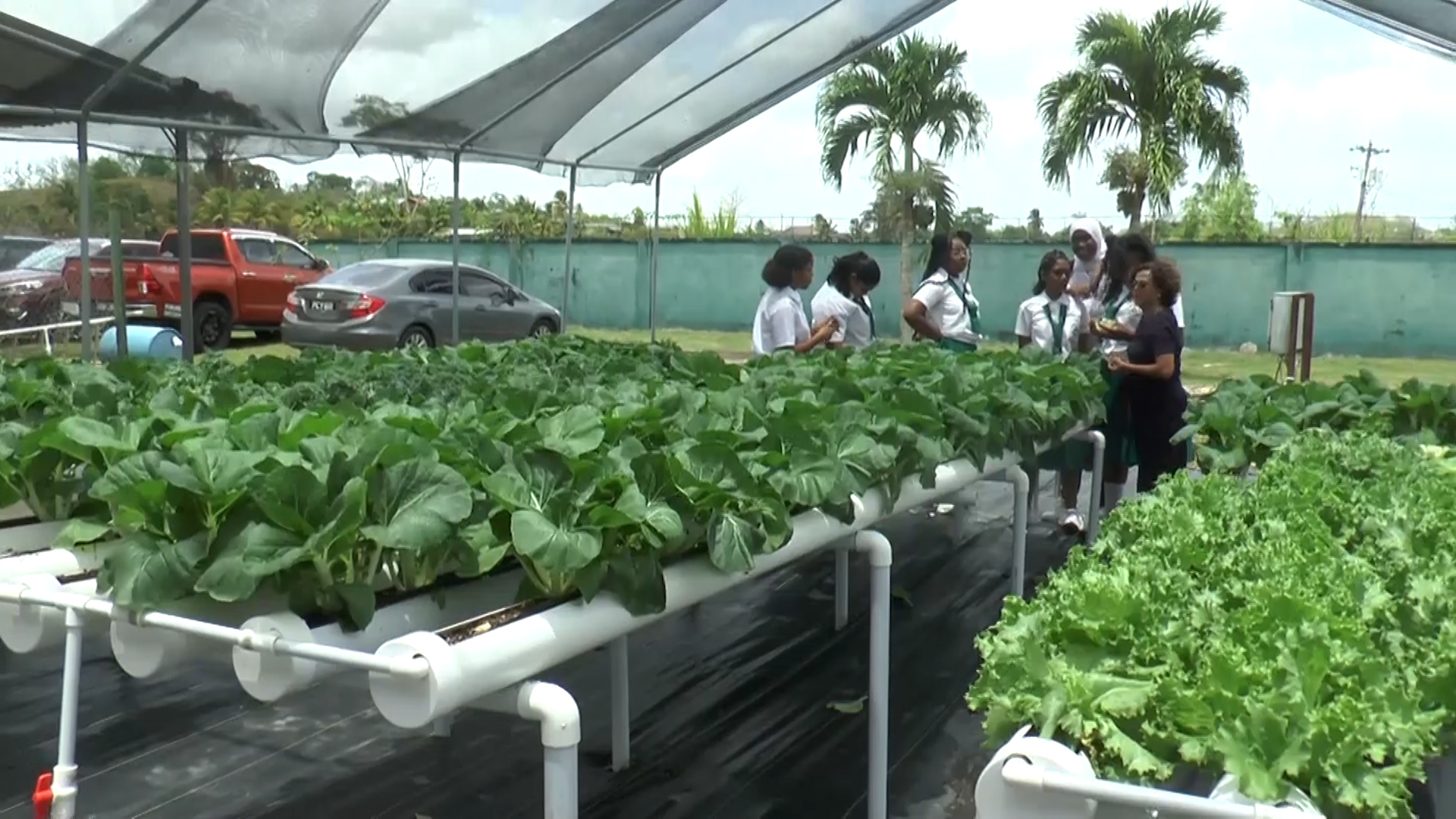 ASJA Girls’ Drip To Waste Hydroponics Project - TTT News