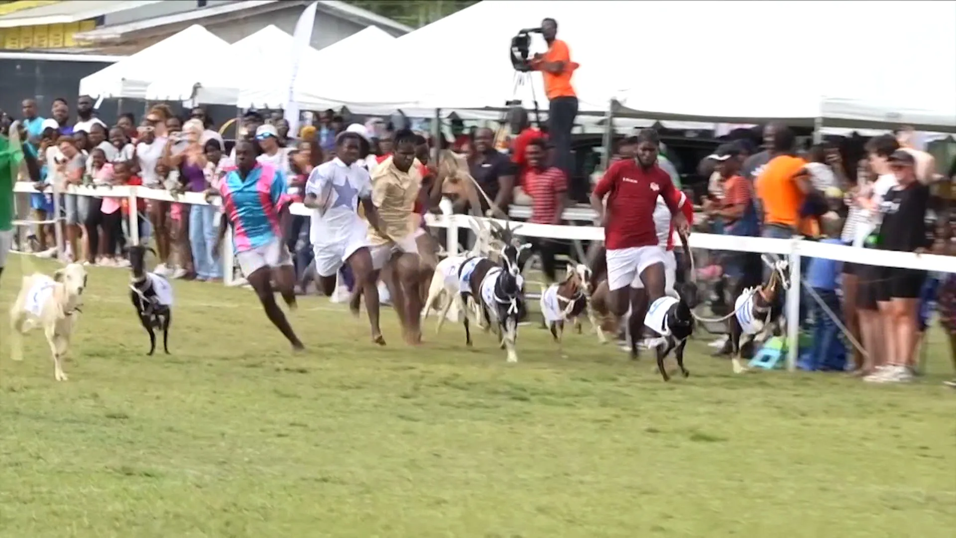 Easter Goat Racing Action At Mt. Pleasant - TTT News