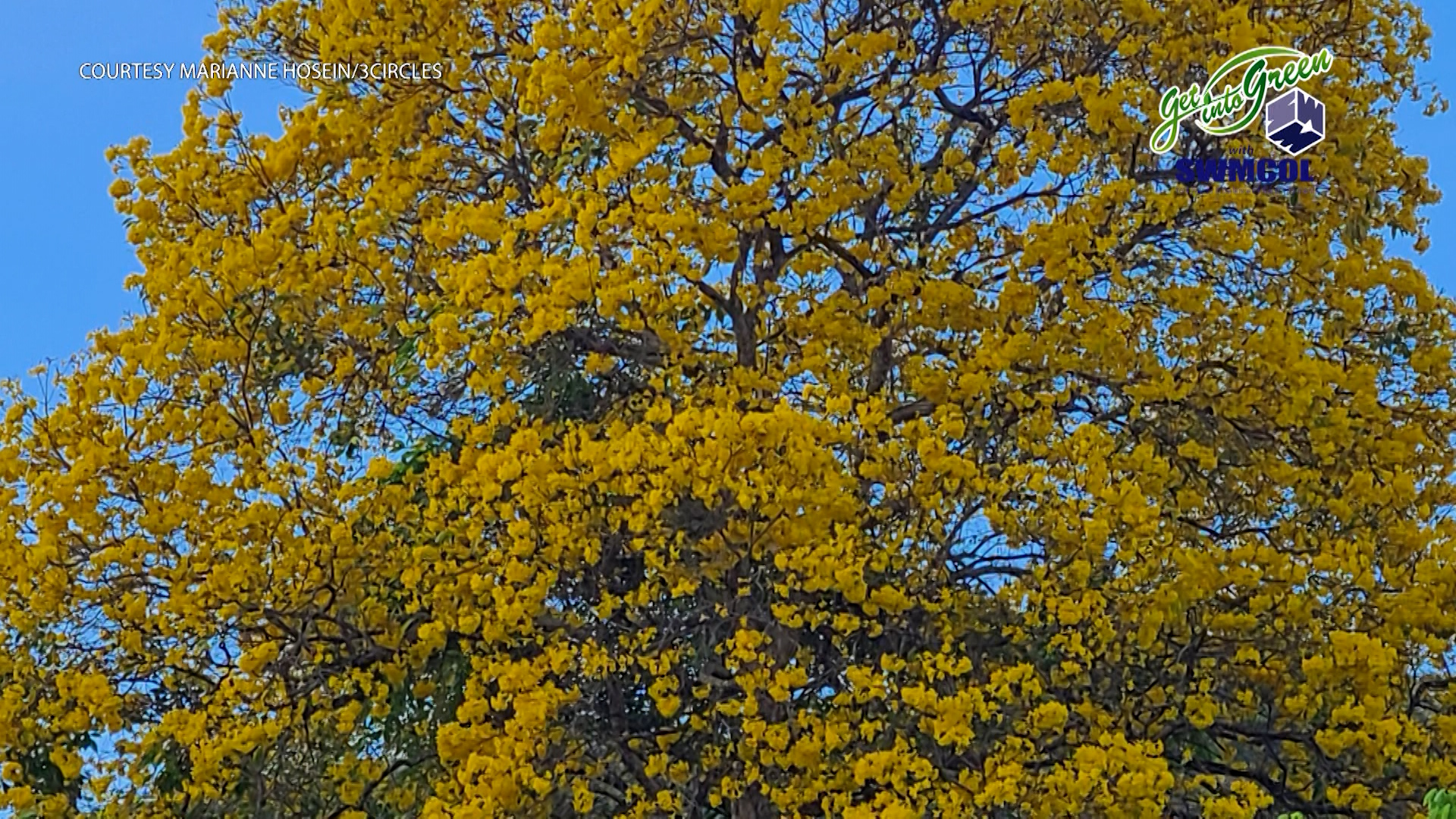 Keeping It Green – Poui Trees - TTT News