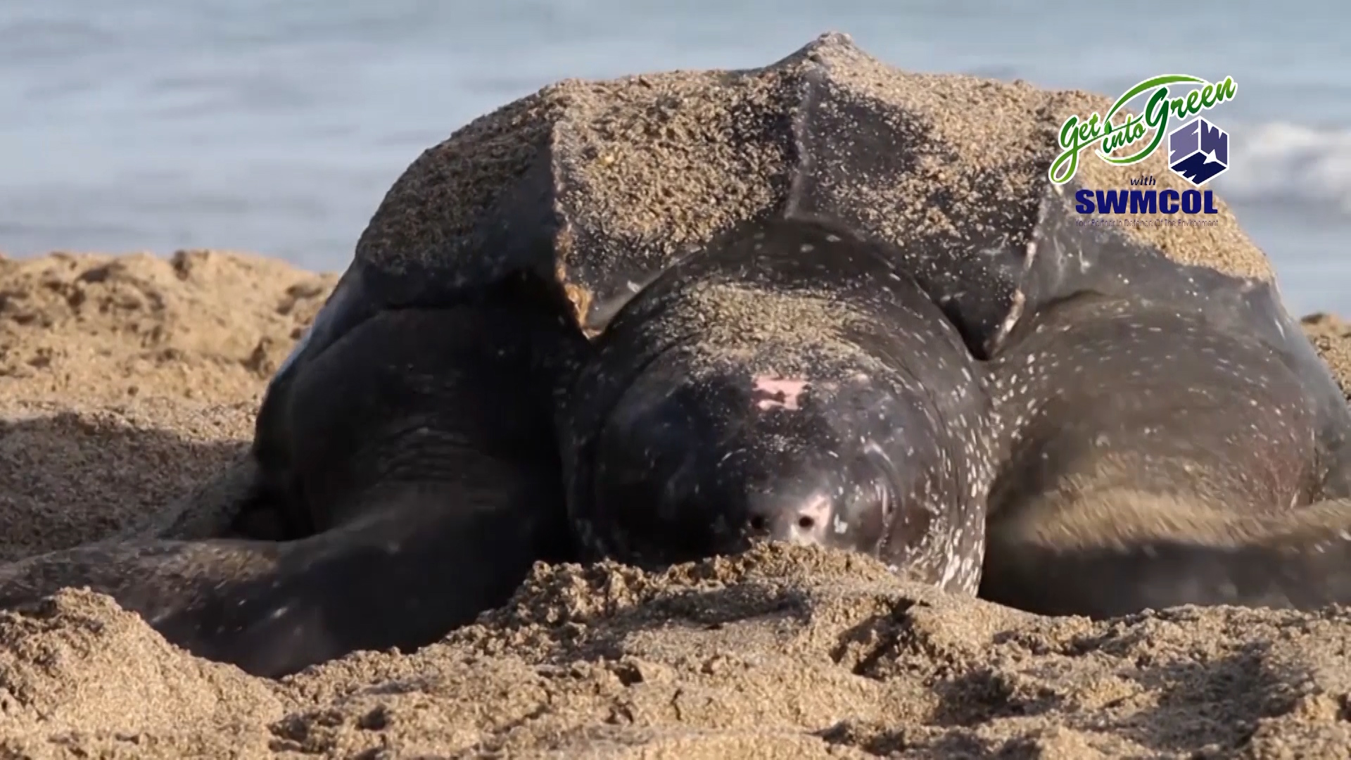 Keeping It Green – Tips For Turtle Watching - TTT News