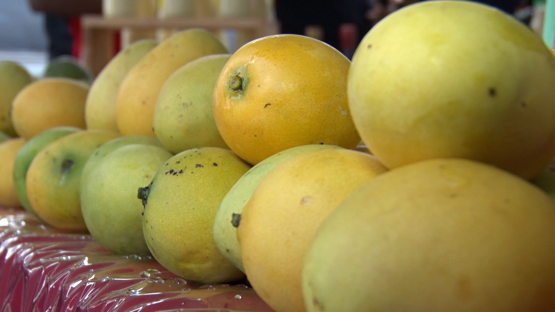 Mango Melee 2024 - TTT News