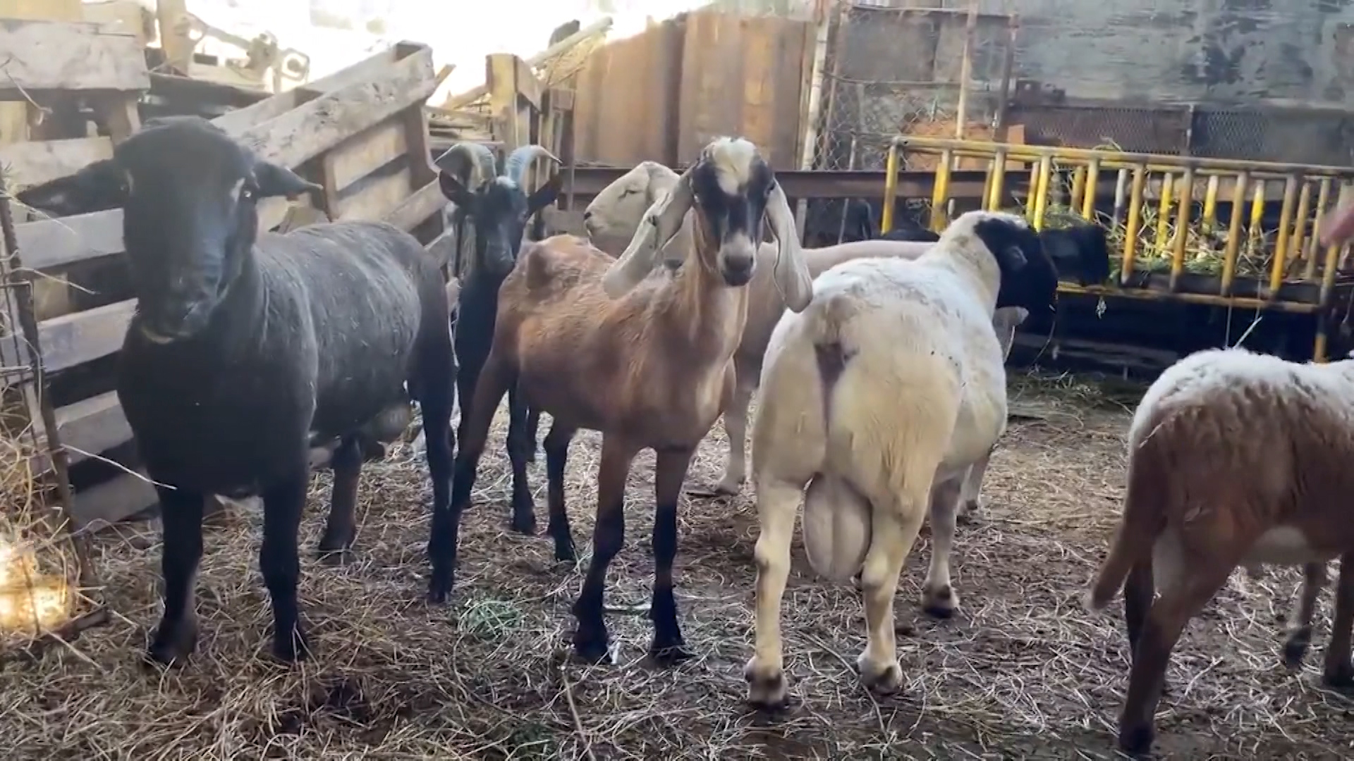 Budget 2024: Beyond The Numbers – Agriculture - TTT News