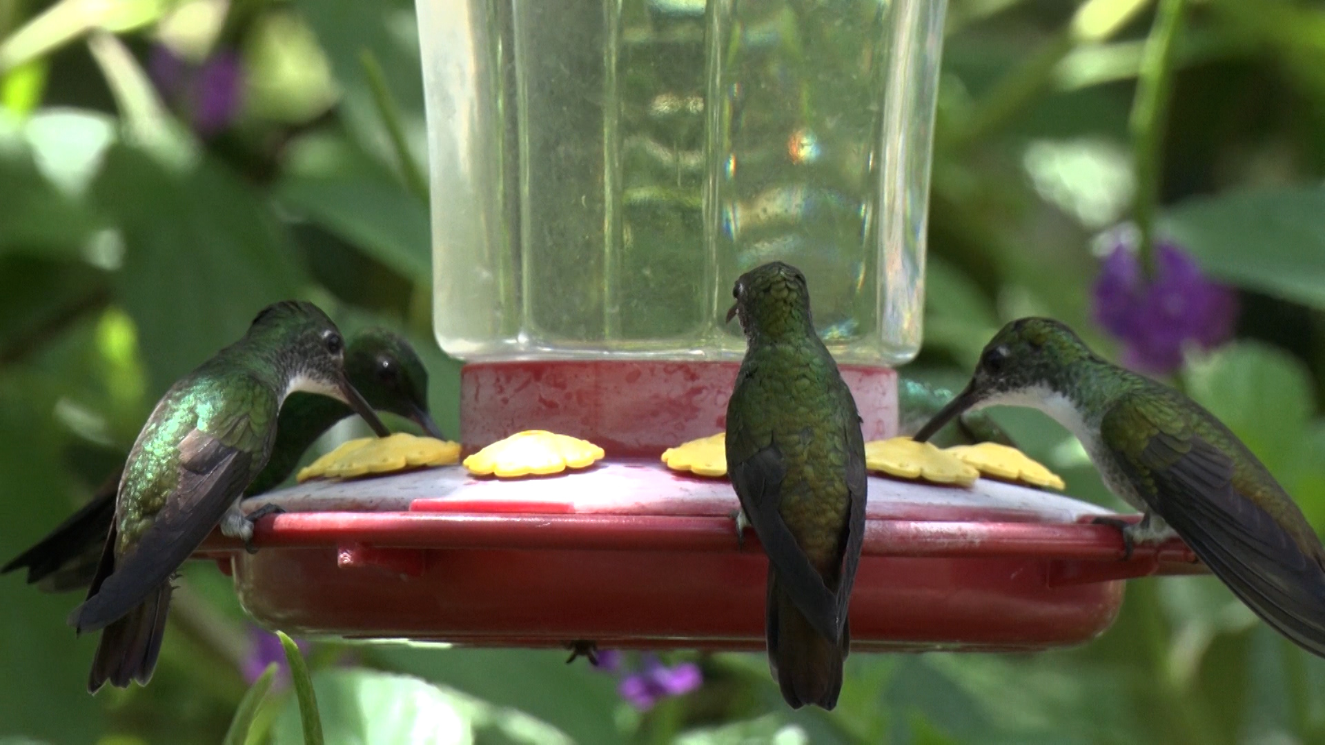 Right Here – Bajnath Hummingbird Sanctuary - TTT News