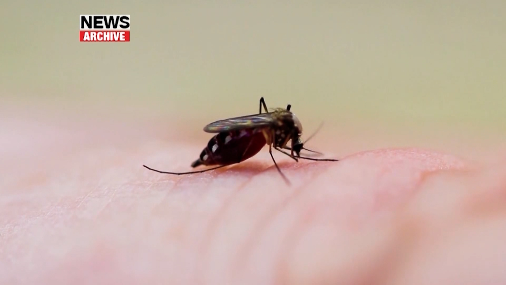 MoH Dengue Update - TTT News