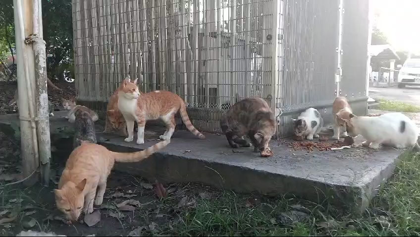 TTSPCA On Caroni Cats - TTT News