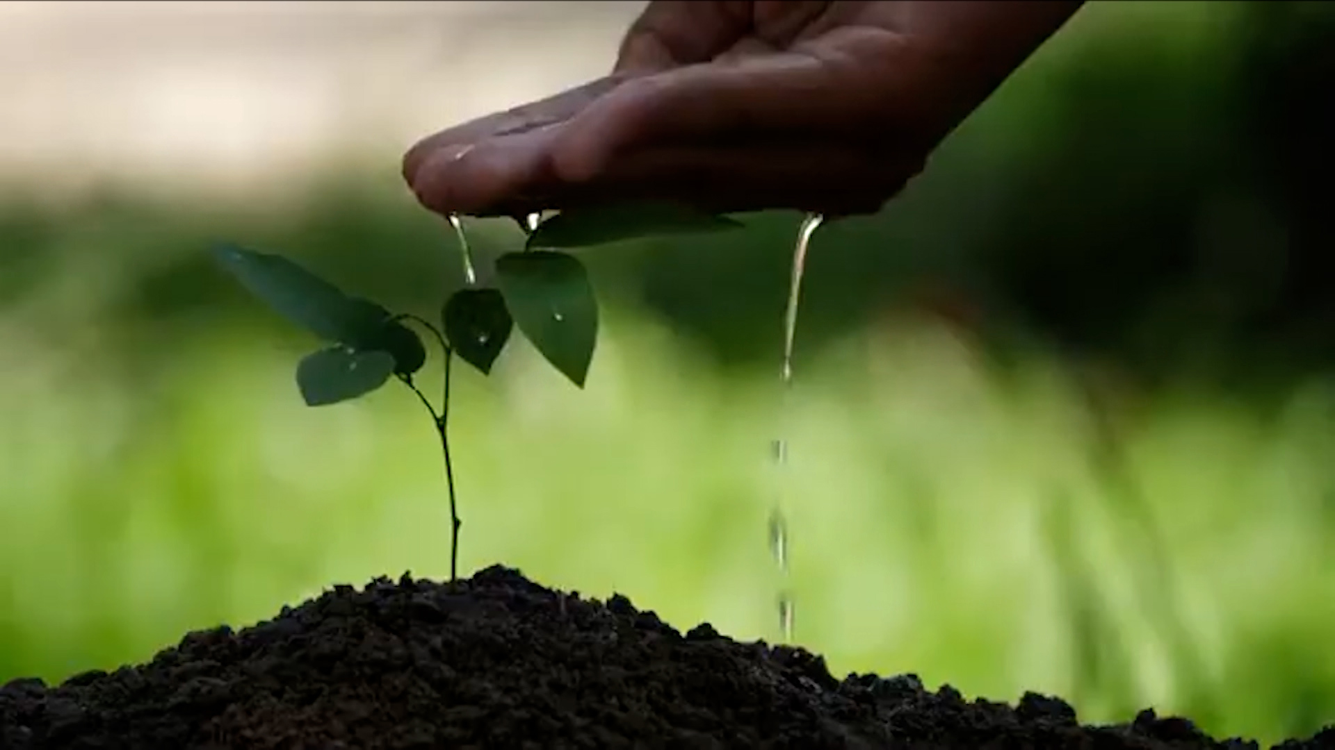 World Soil Day 2024: Protecting Soils For Food Security And Climate ...