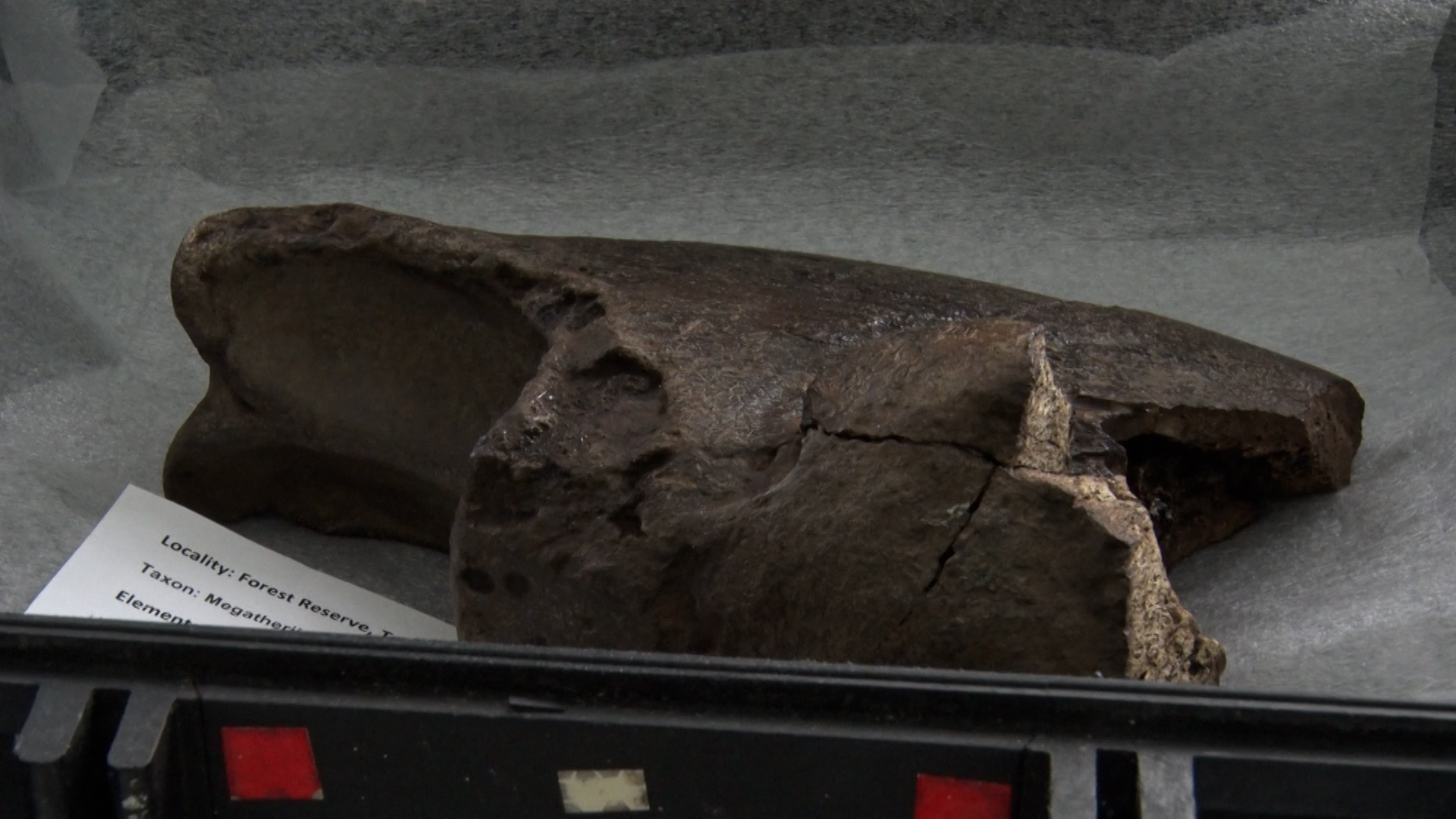 Giant Ground Sloth And Glyptodon Among Fossils Returned To T&T - TTT News