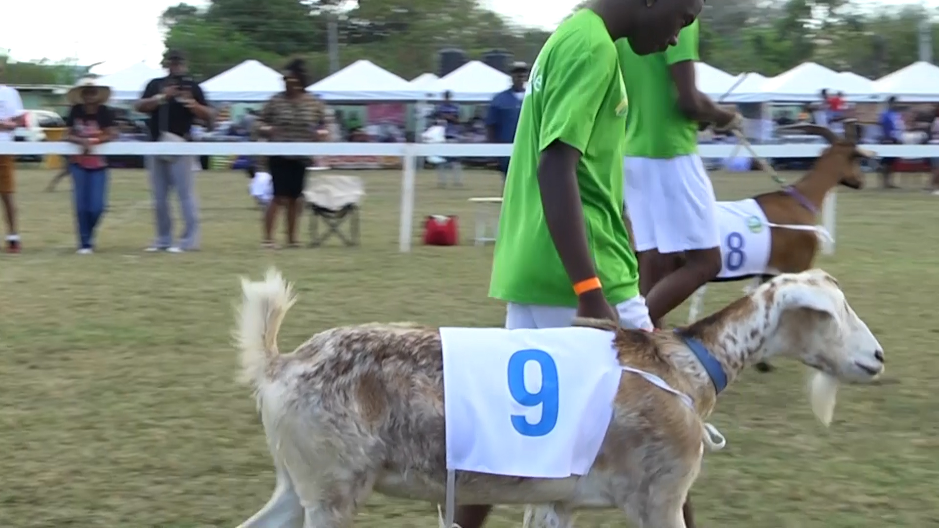 Goat Owners Overcome Hurdles For Easter Races - TTT News