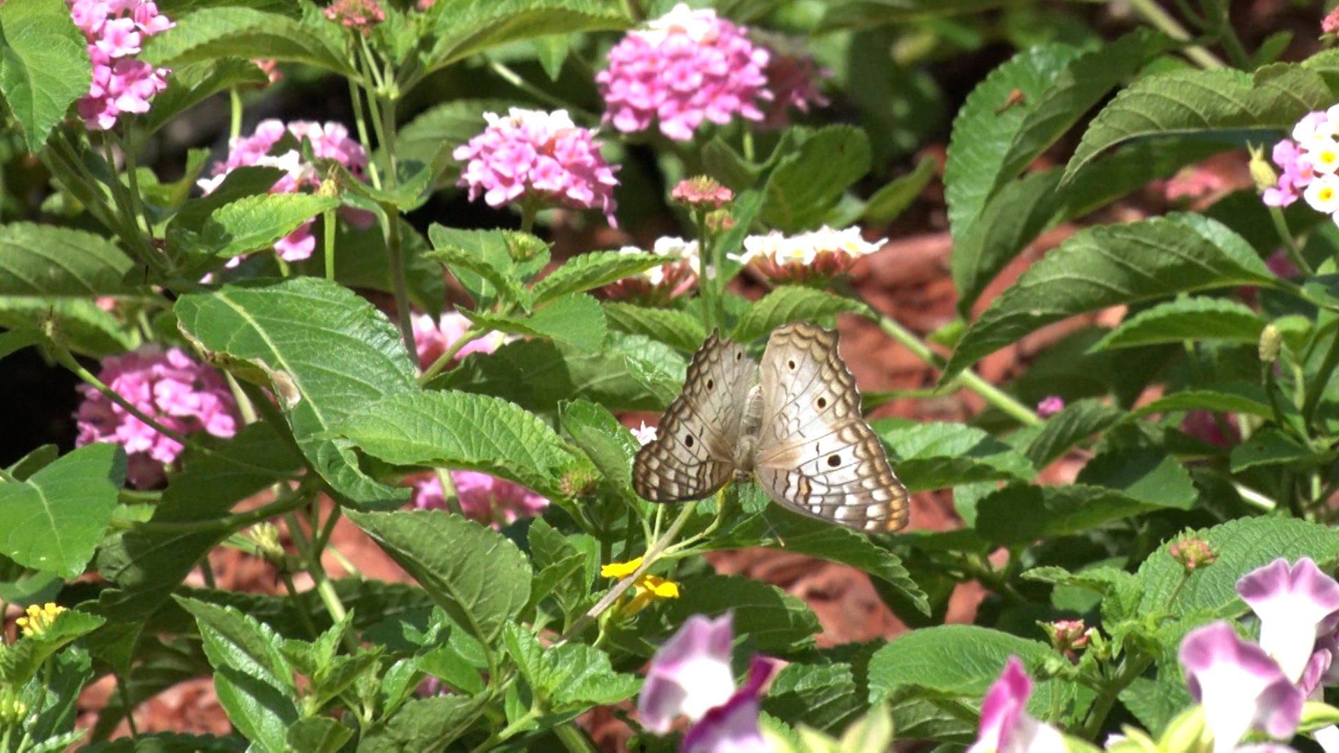 Keeping It Green – COSTAATT Garden Project Promotes Biodiversity And ...