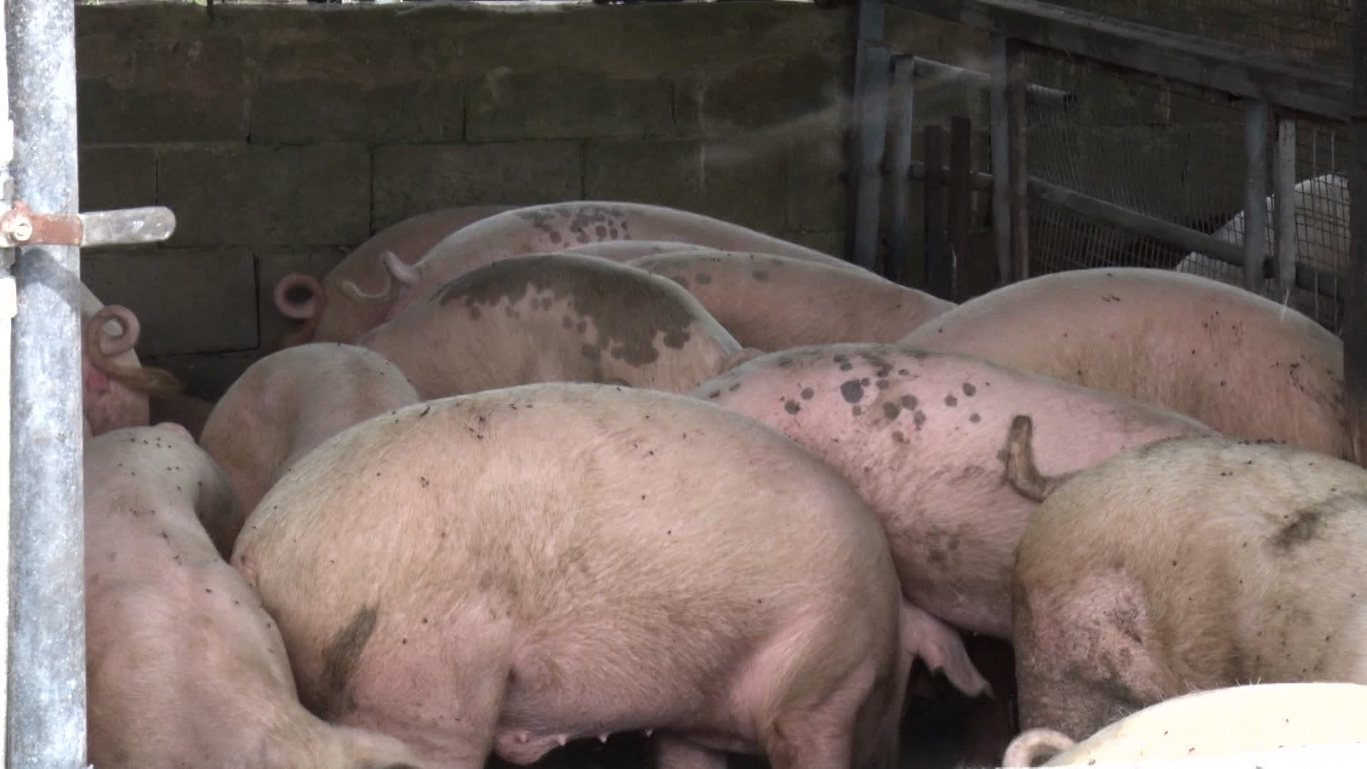 Agriculture Ministry Completes Humane Culling Of PRRS-Affected Pigs ...