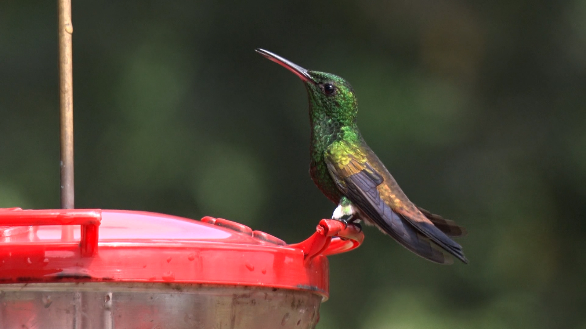 Right Here- Heights of Aripo Hummingbird Sanctuary - TTT News